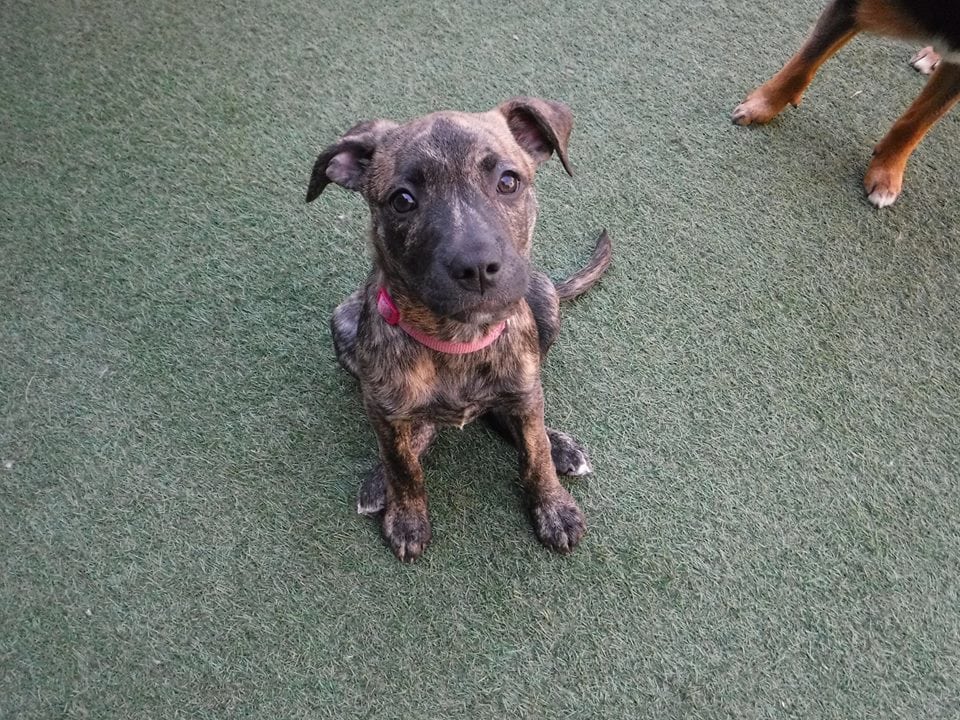 Moving Day Tips For Your Dog - Dogtopia