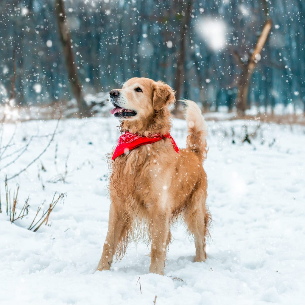 WINTER WEATHER SAFETY TIPS FOR YOUR DOG - Dogtopia