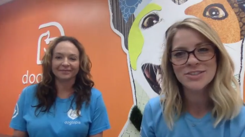 Expert Q&A: Dog Training