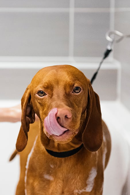 5 Mother's Day Crafts for Dog Moms - Dogtopia