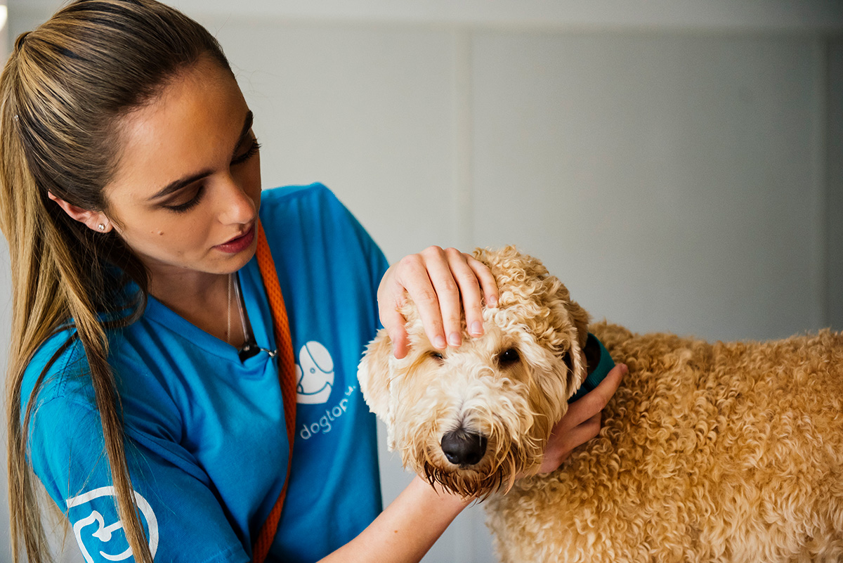 Our 10 Commitments to Safety | Dogtopia