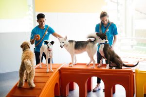 Dog Daycare, Boarding, Grooming & Spa | Dogtopia