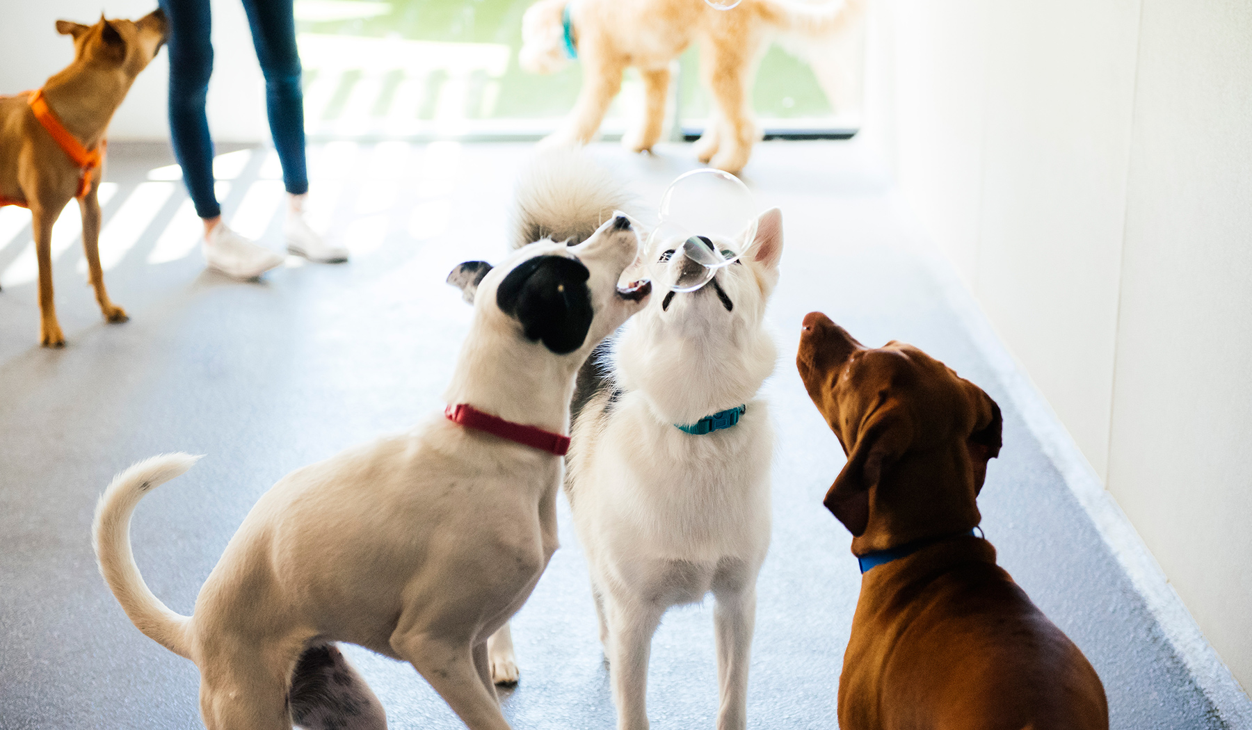 Dog Daycare, Spa, Boarding San Diego | Dogtopia Miramar
