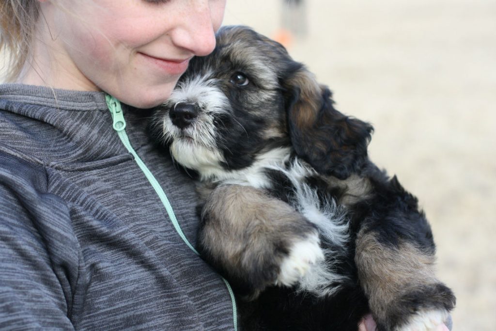 5 Ways Your Dog Shows Affection - Dogtopia