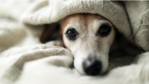 Tips to Help Your Dog with Jet Lag - Dogtopia