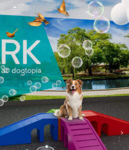 Dog Daycare, Boarding, Grooming & Spa | Dogtopia
