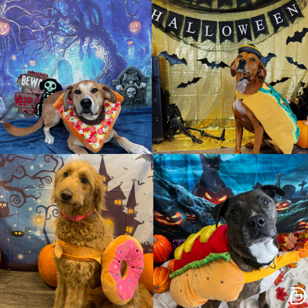 Top 5 Dog-Approved Halloween Costumes - Dogtopia