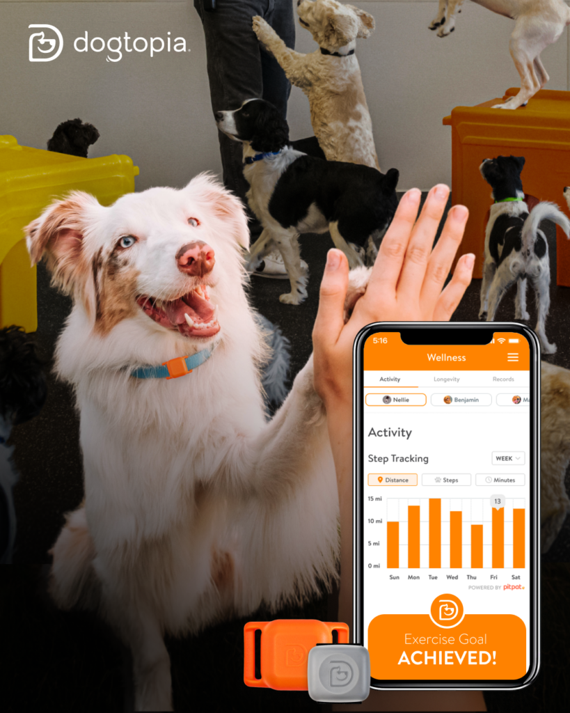 Meet DASH: The New Way to See Your Dog's Day in Motion - Dogtopia