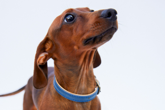 How Dog Daycare Keeps Dachshunds Happy and Social - Dogtopia