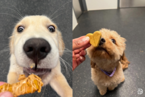 4 Peanut Butter Treats to Celebrate National Peanut Butter Day - Dogtopia
