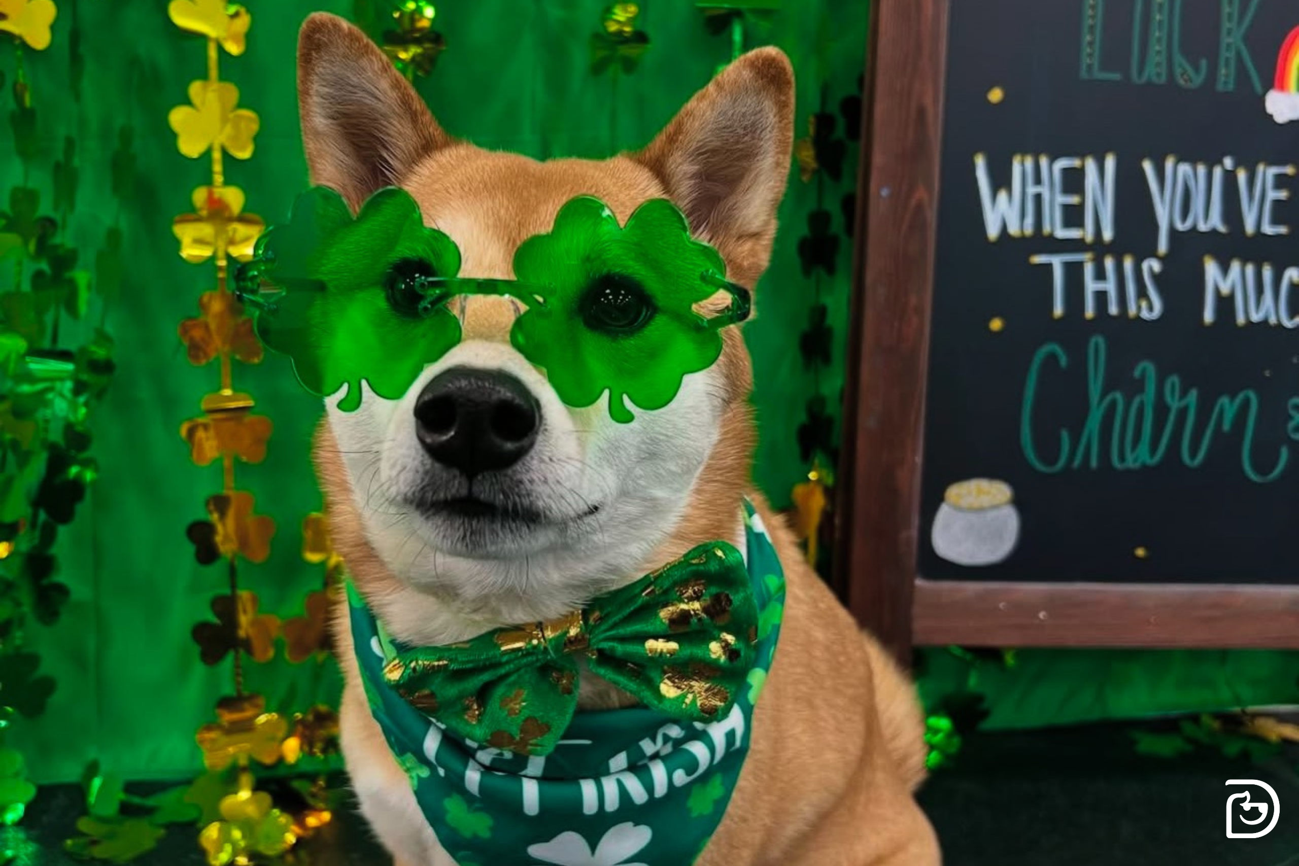 Celebrate St. Patrick's Day with These Dog-Friendly Green Treats - Dogtopia