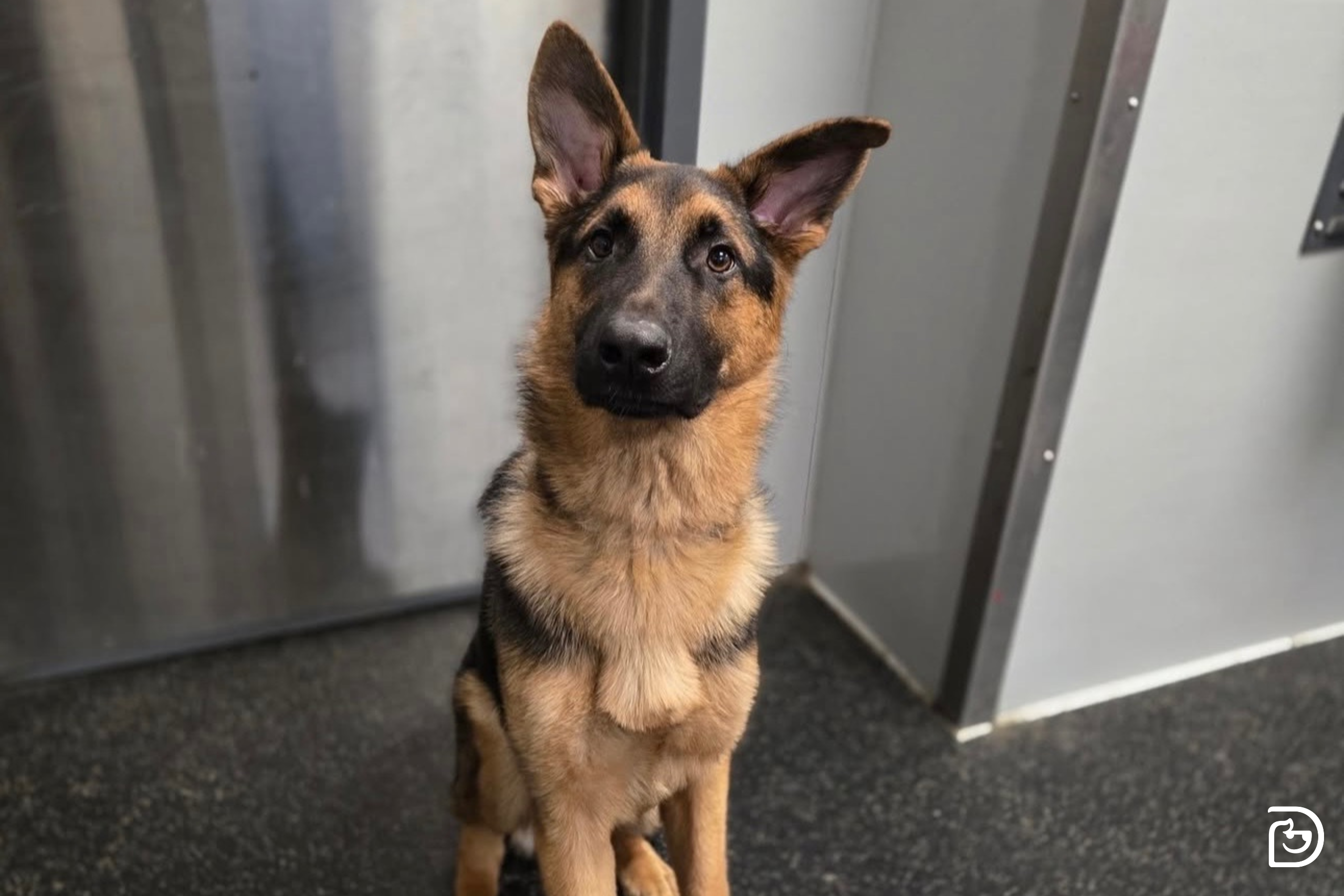 German Shepherd Face Mole