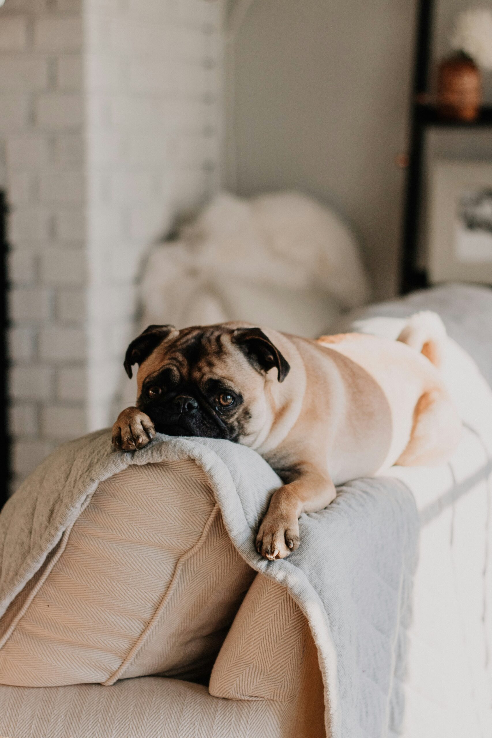 Socialization Is Vital For Dogs Cooped Up At Home During COVID-19 ...