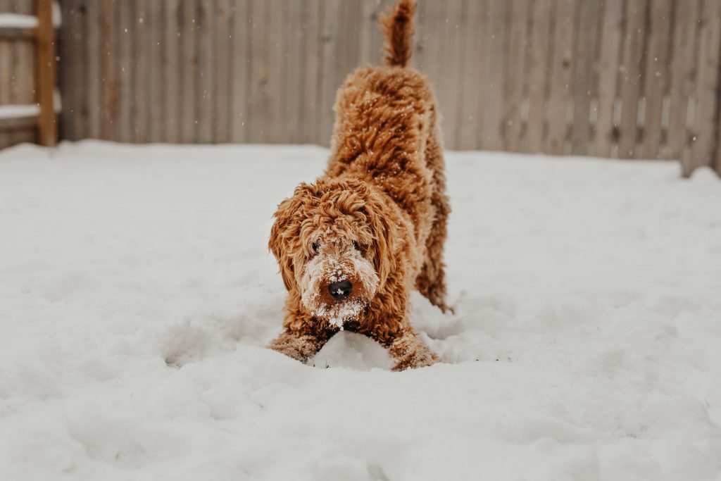 How to Keep Your Dog Active During Cold Weather - Dogtopia
