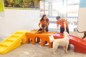 Dog Daycare, Dog Boarding, Grooming & Spa | Dogtopia