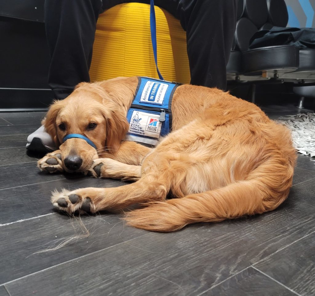 Sandy: A “Service Dog” Story from Dogtopia of Overland Park - Dogtopia