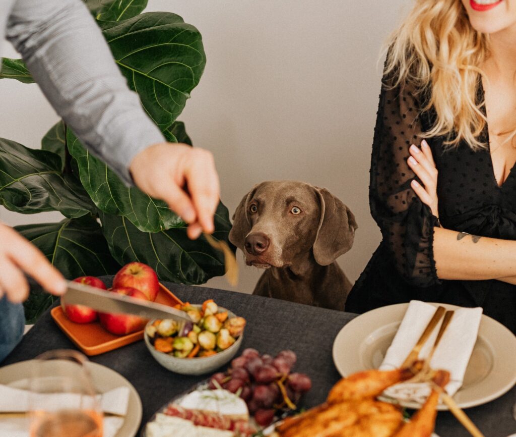 Give Your Pup Their Own Holiday Feast: Dog-Safe Thanksgiving Foods ...