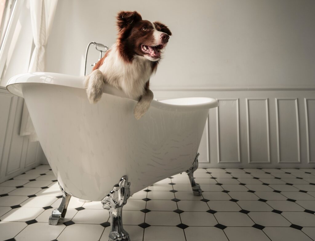 Rub a Dub Dub: How to Give Your Dog a Proper Bath - Dogtopia