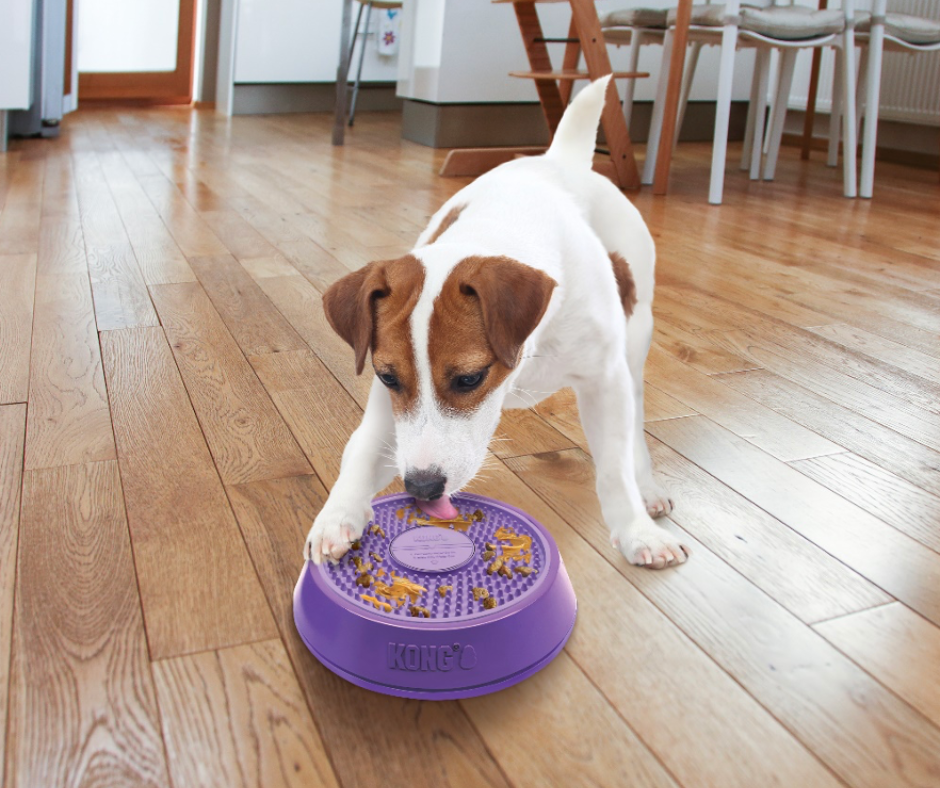 Indoor Enrichment Tips for Your Dog - Dogtopia