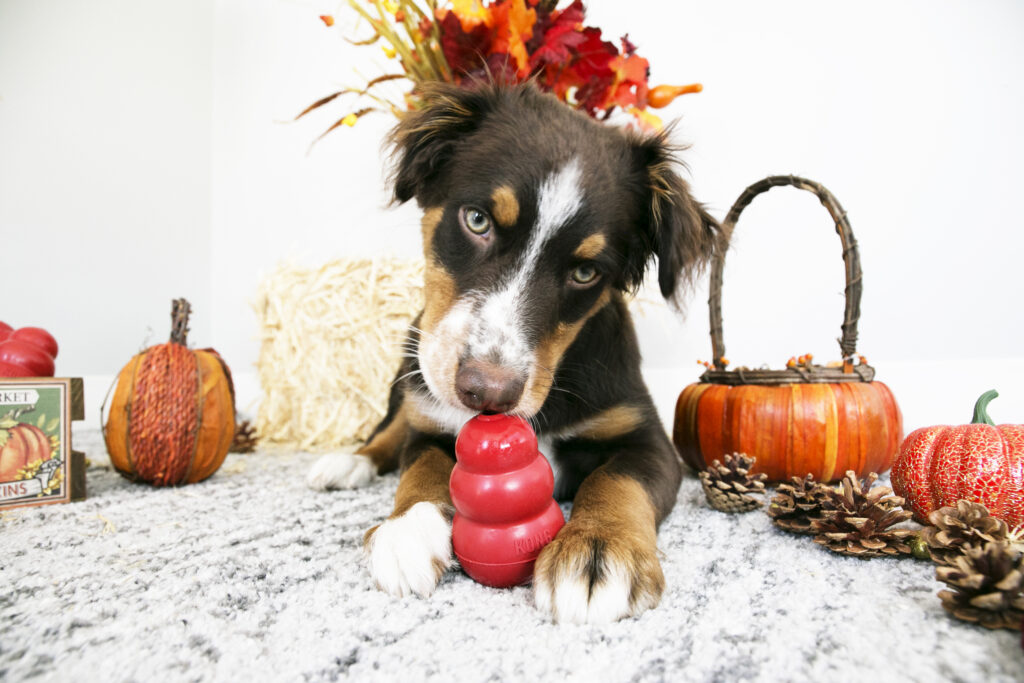 Easy Fall Dog Treats - Dogtopia