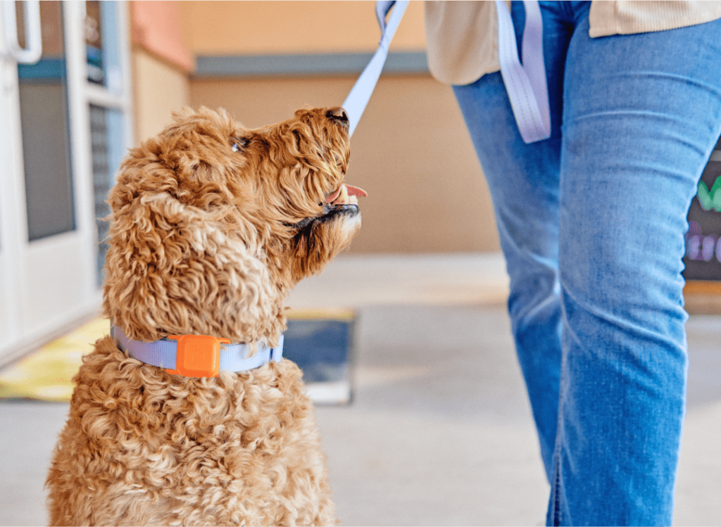 DASH - Activity Monitor - Dogtopia