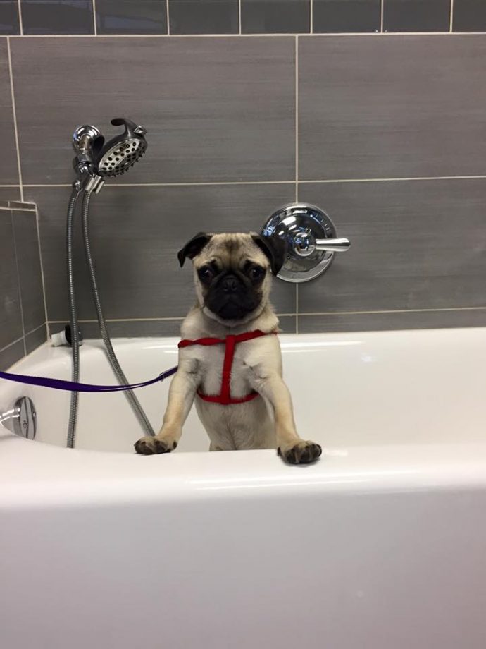 Dog Daycare, Spa, Boarding North Austin | Dogtopia North Austin