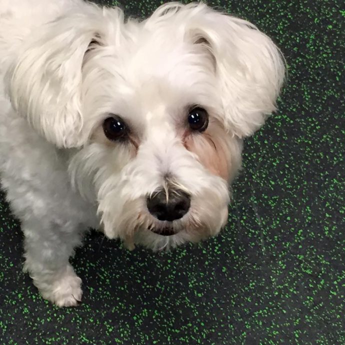 Dog Daycare, Spa, Boarding North Austin | Dogtopia North Austin