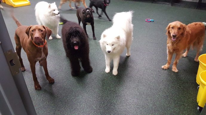 Dog Daycare, Spa, Boarding North Austin | Dogtopia North Austin
