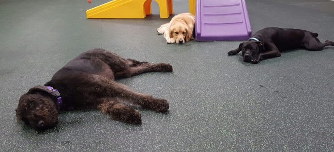 Dog Daycare, Spa, Boarding North Austin | Dogtopia North Austin