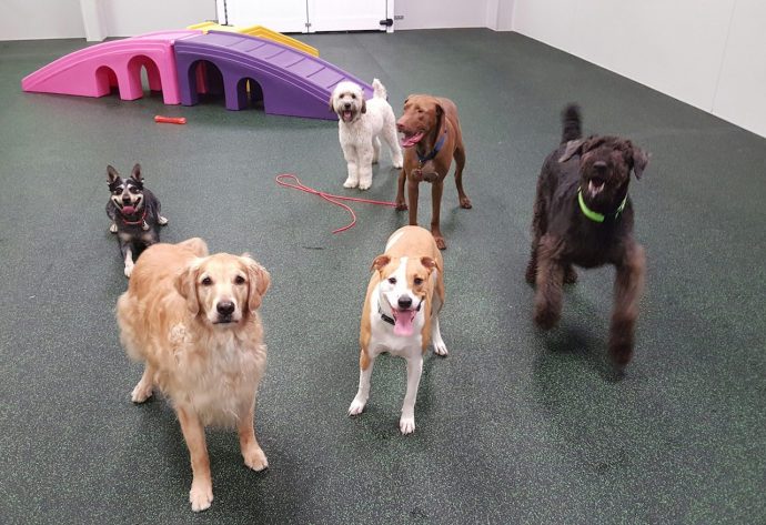 Dog Daycare, Spa, Boarding North Austin | Dogtopia North Austin