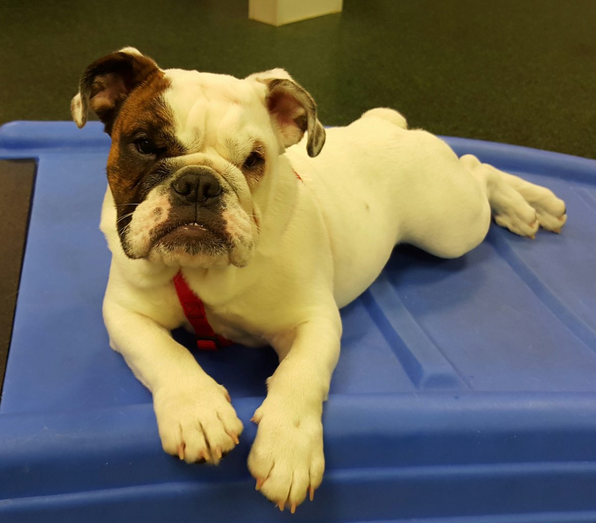 How Do You Break In A New Puppy