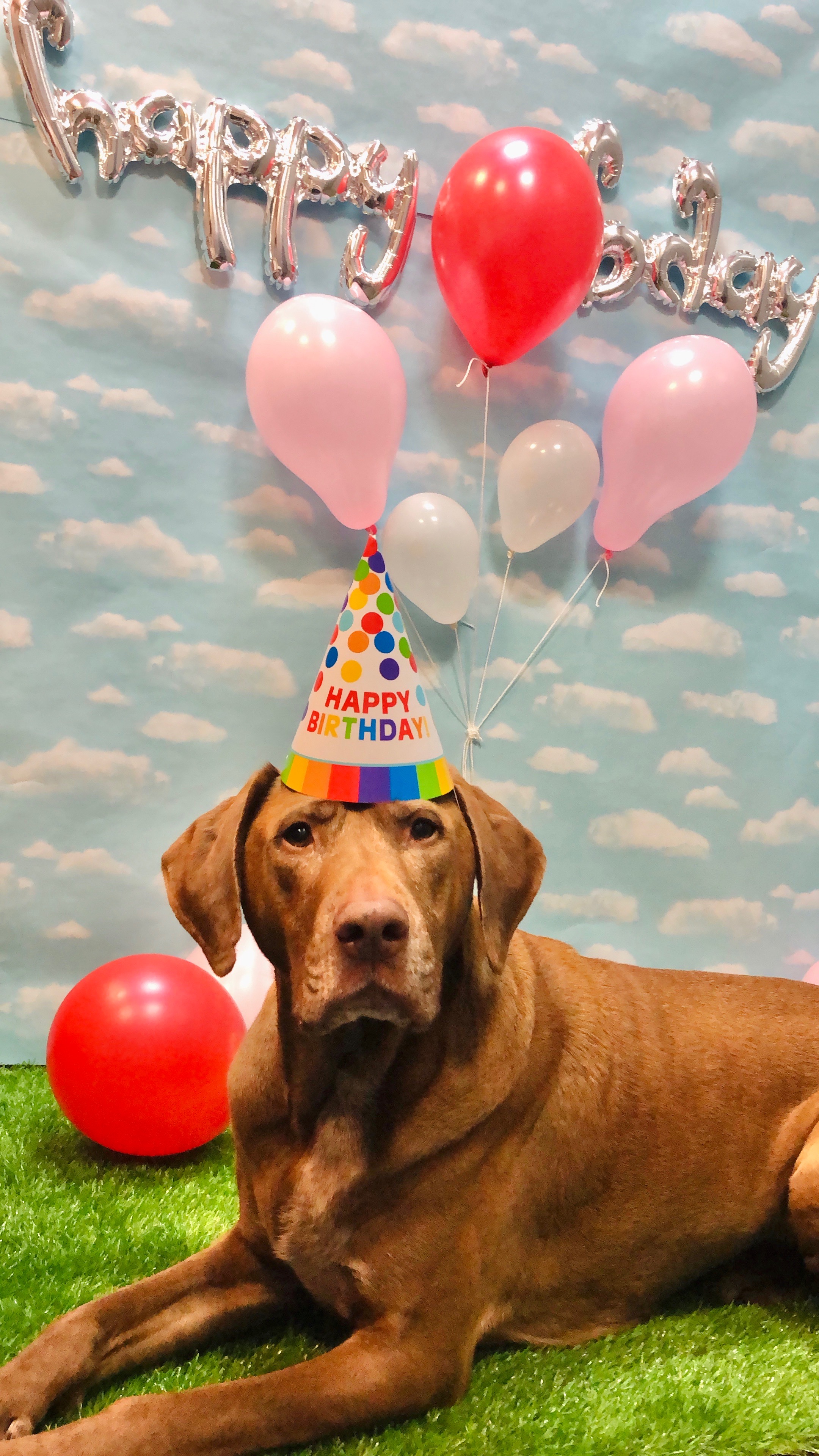 HAPPY BIRTHDAY, JUNE DOGGOS! - North Austin