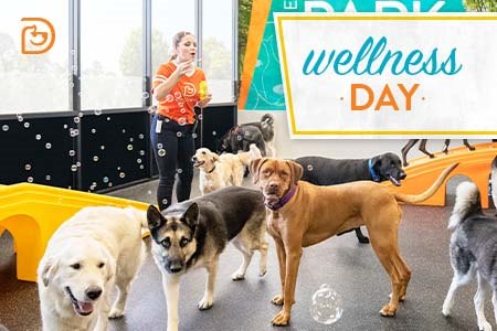 Wellness Wednesday Bubble Party! - North Austin