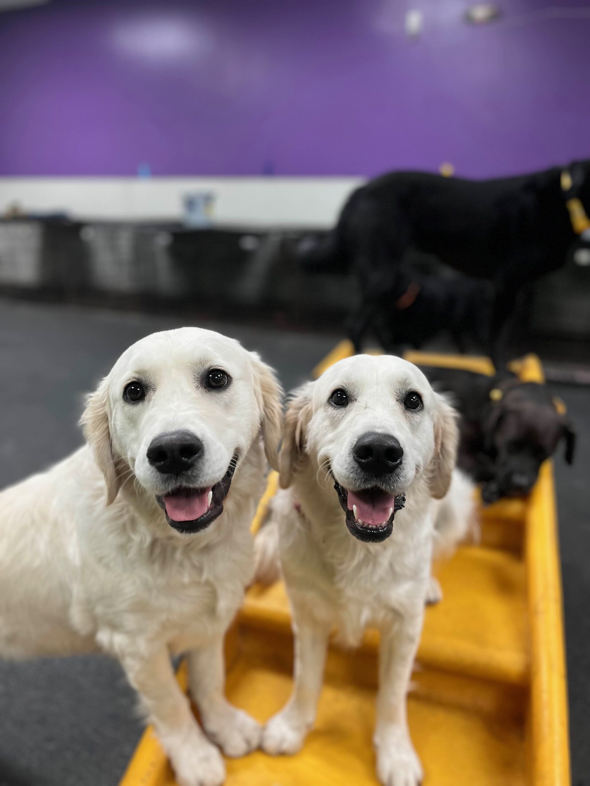 The Ultimate Guide to Dog Socialization at Daycare: Why It’s Crucial ...