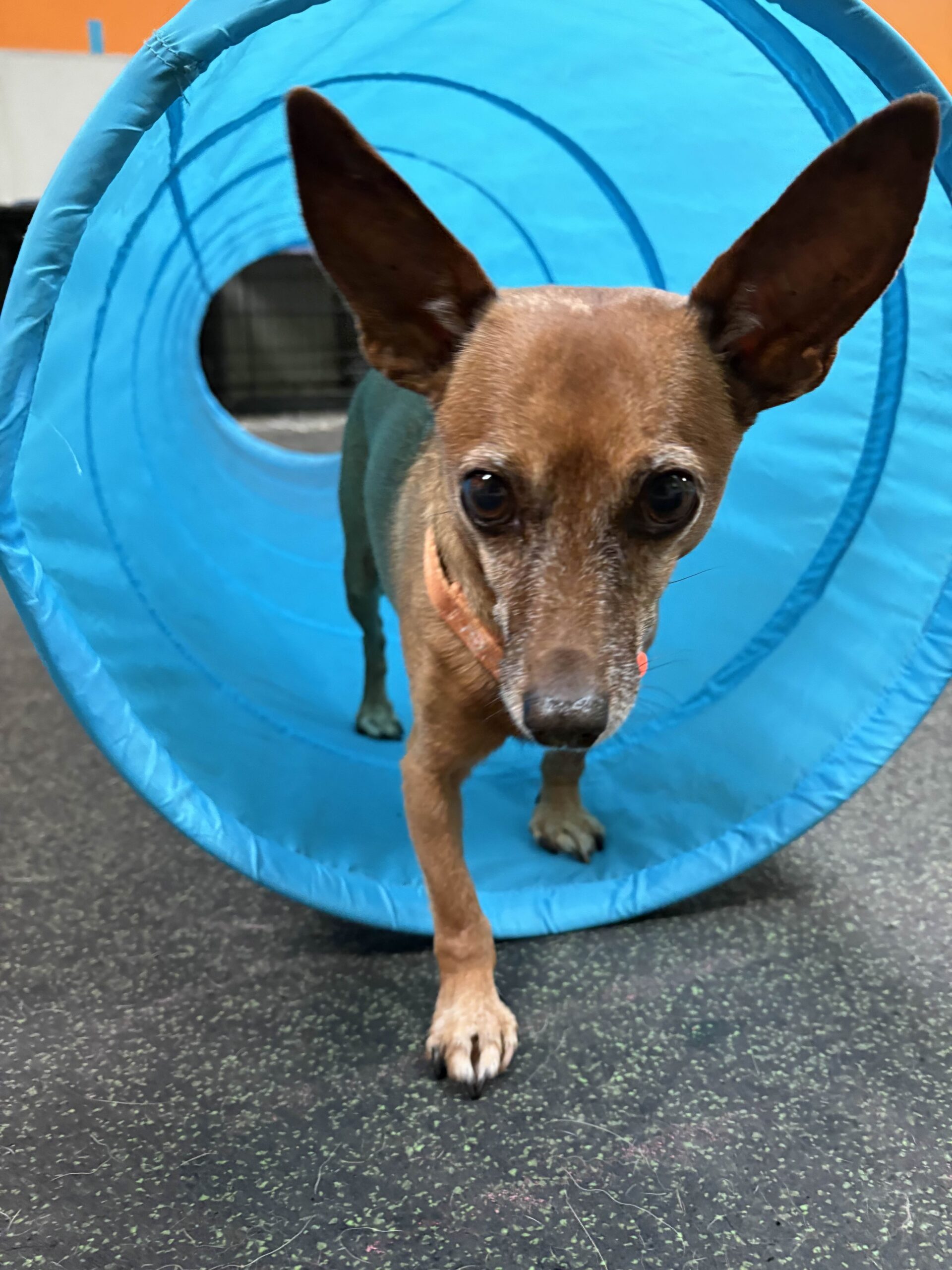 The Importance of Exercise for Your Dog: How Dog Daycare Keeps Your Pup Active and Healthy ...