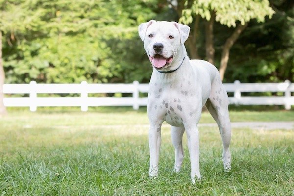 National Terrier Day - Anaheim Hills