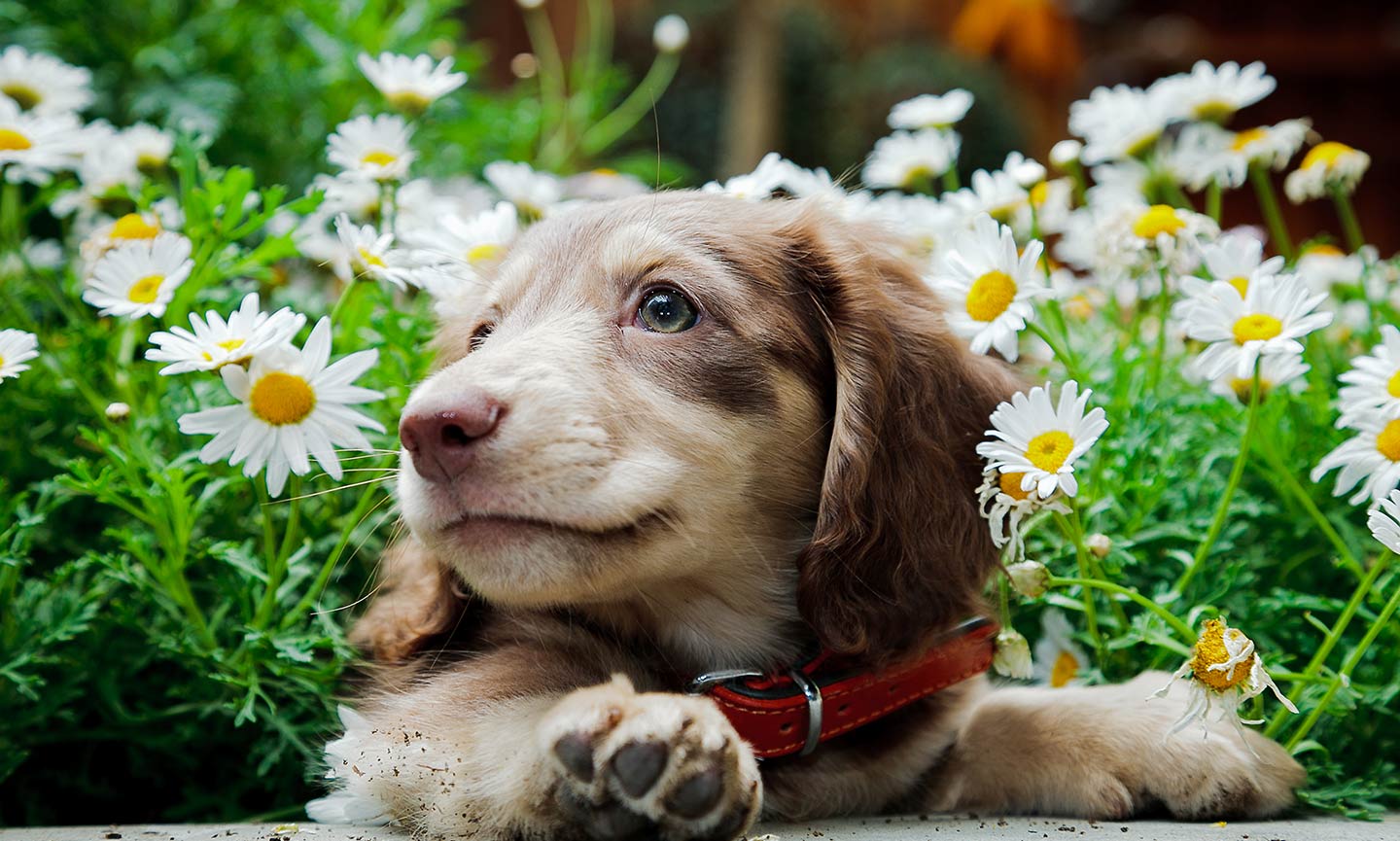 Spring Pups Day - Anaheim Hills