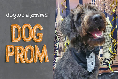 Dog Prom - Anaheim Hills