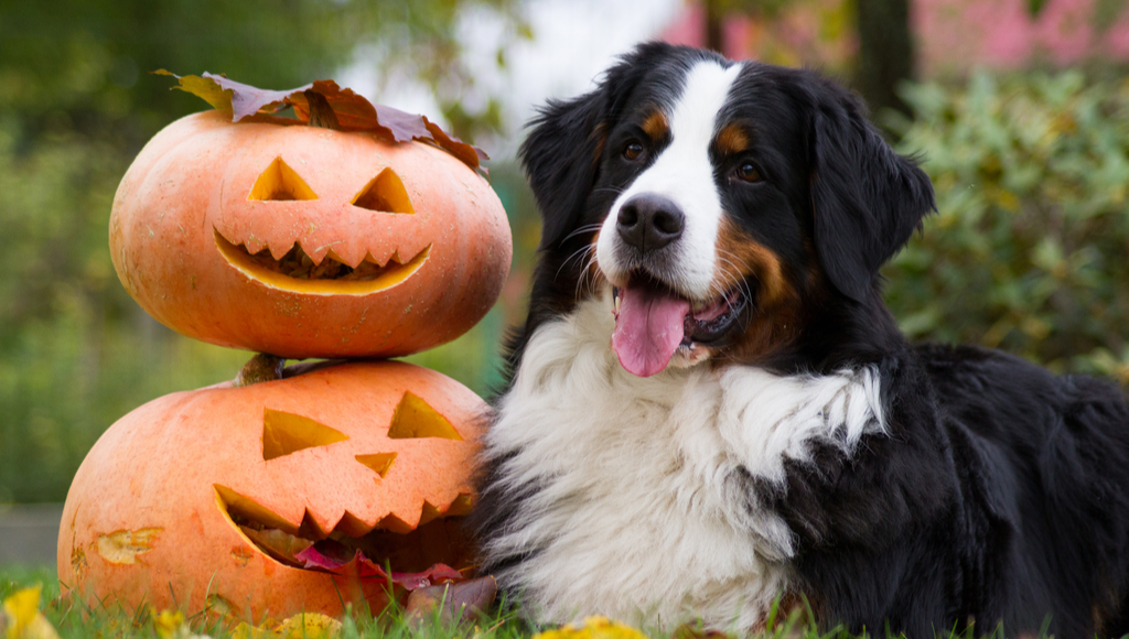 Pumpkin Day - Anaheim Hills