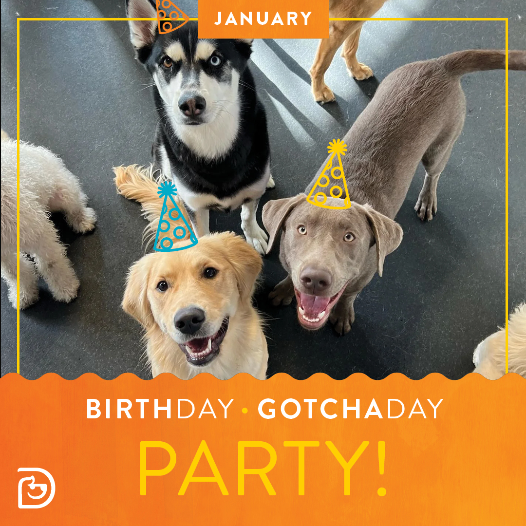 Birthday & Gotcha Day Celebration! - Wilmington