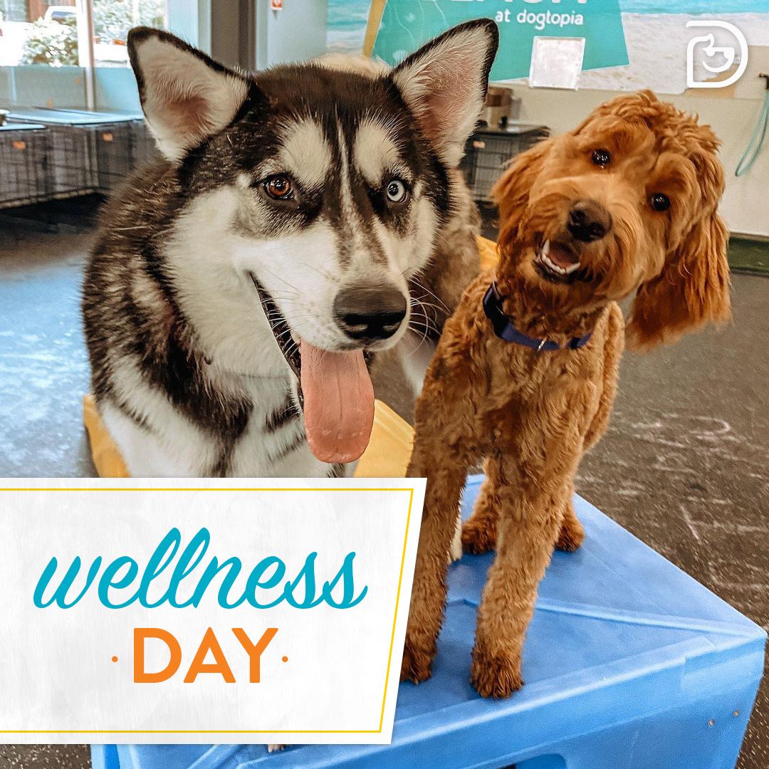 Wellness Wednesday - Wilmington