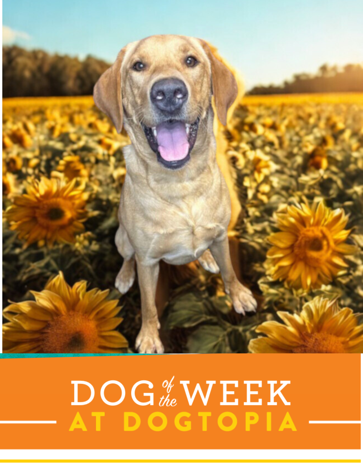Dog Daycare, Boarding, Spa Wilmington | Dogtopia Wilmington