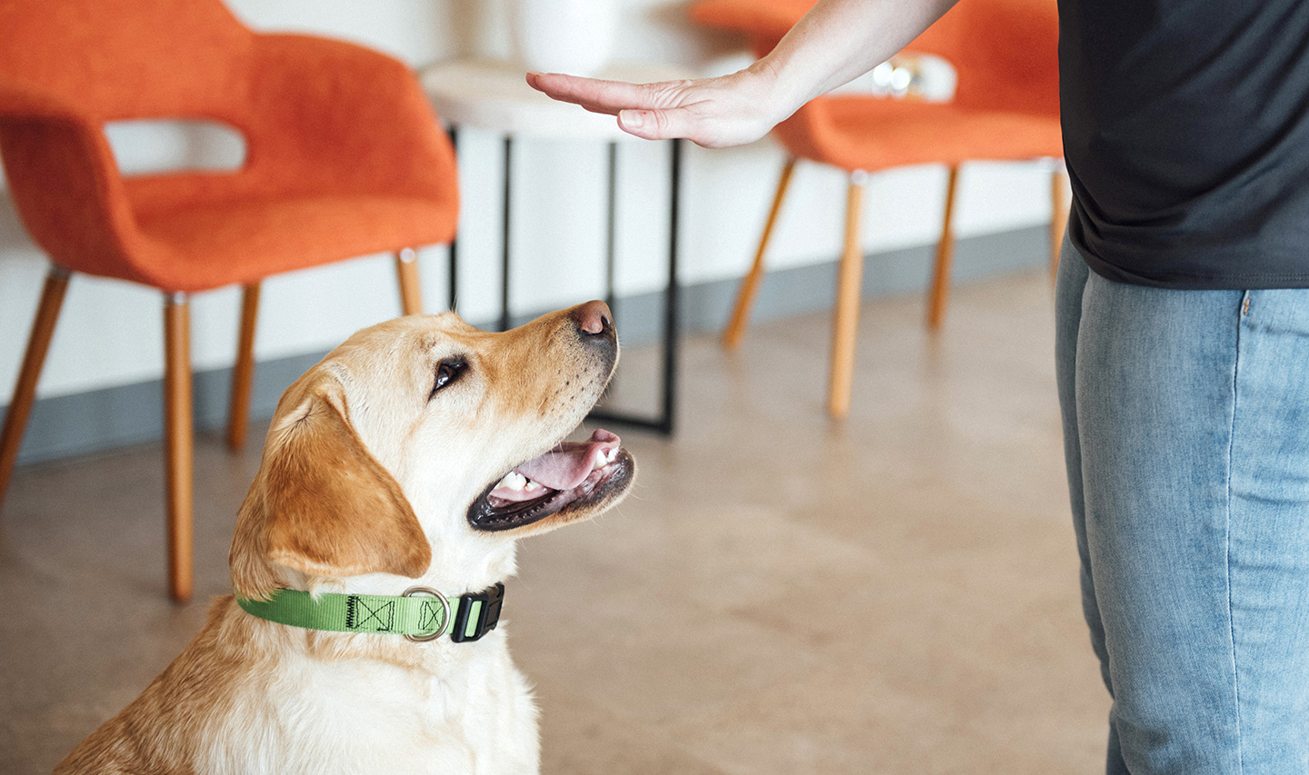 Basic Obedience Class - Miramar