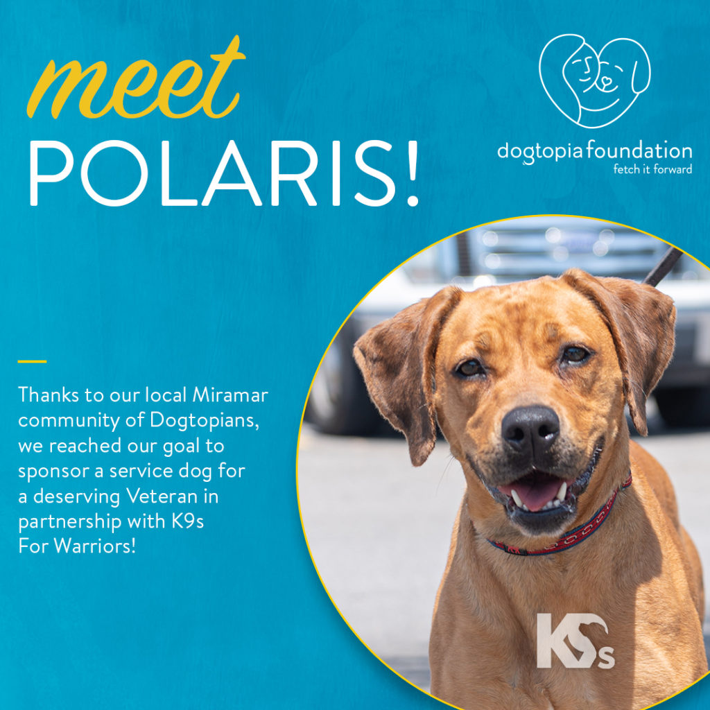 Service Dogs - Miramar