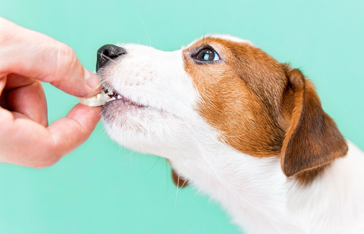 National String Cheese Day - Miramar