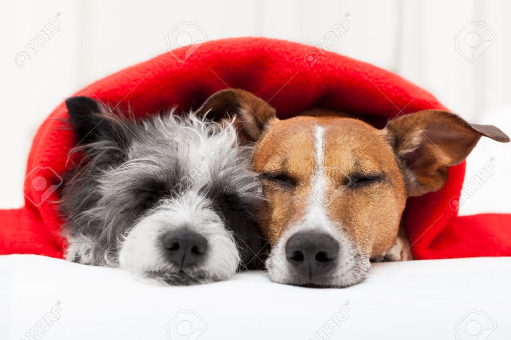 Terrier Tuesday - Utica