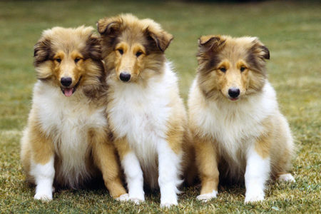 National Collie Day - Utica
