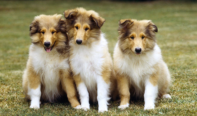 National Collie Day - Utica
