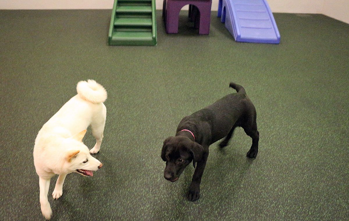 Is your intact dog suited for daycare? - Meadowvale