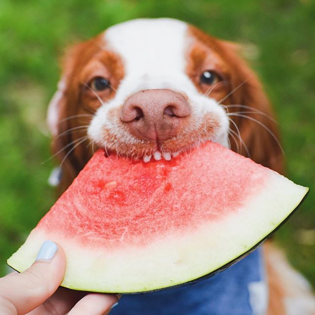 National Watermelon Day! - Meadowvale